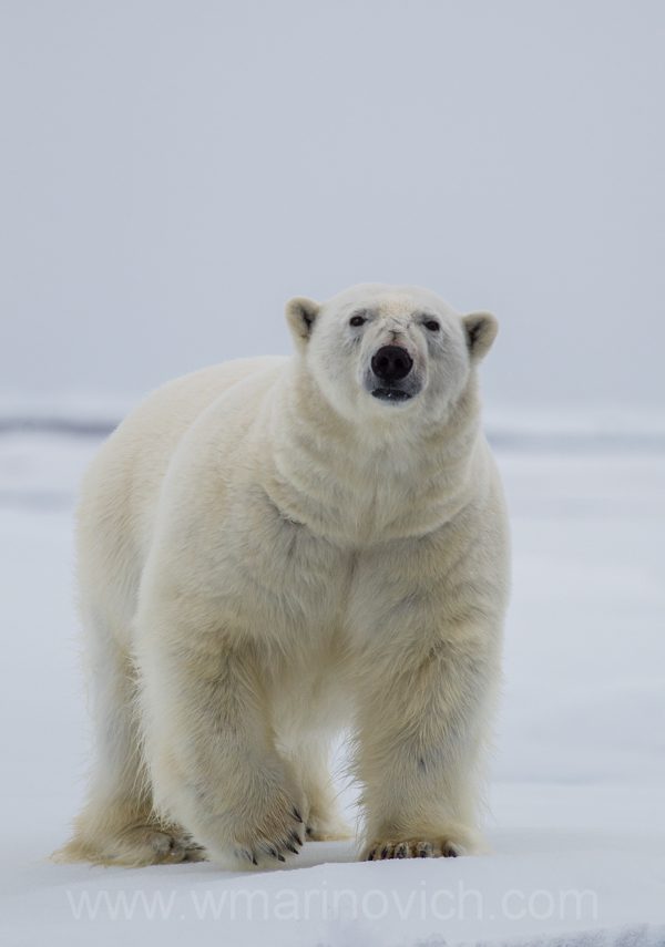 My favourite Wildlife and Landscape photographs of 2012. - Wayne ...