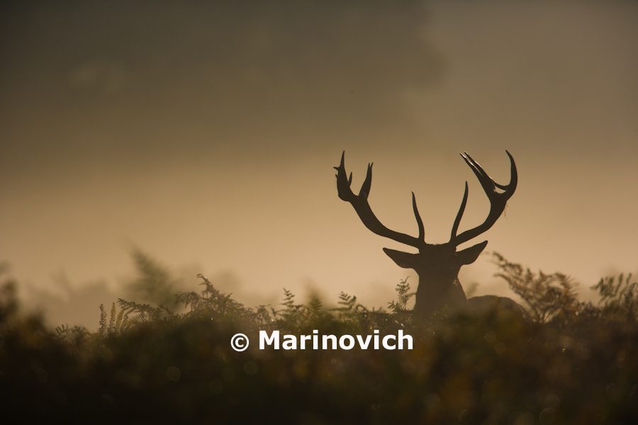 Deer Rut through the years - Wayne Marinovich Photography