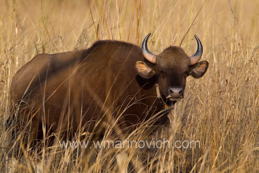 Bandhavgarh National Park Trip - Wayne Marinovich Photography