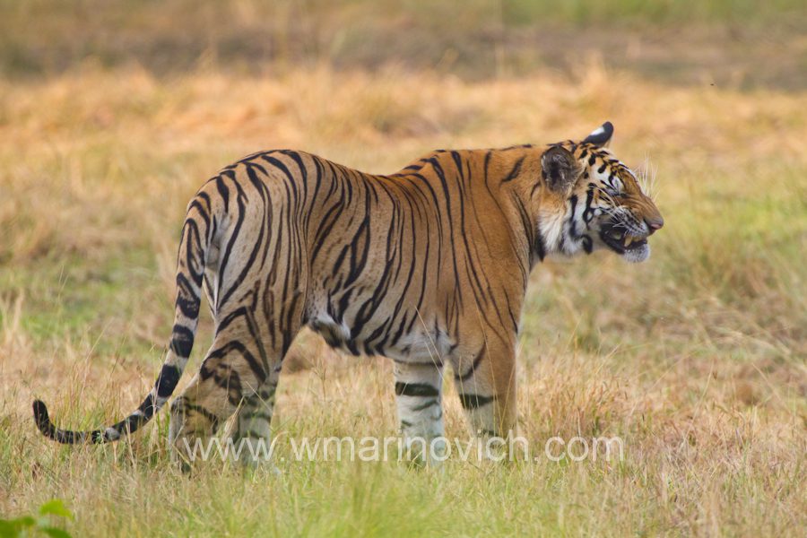 Bandhavgarh National Park Trip - Wayne Marinovich Photography