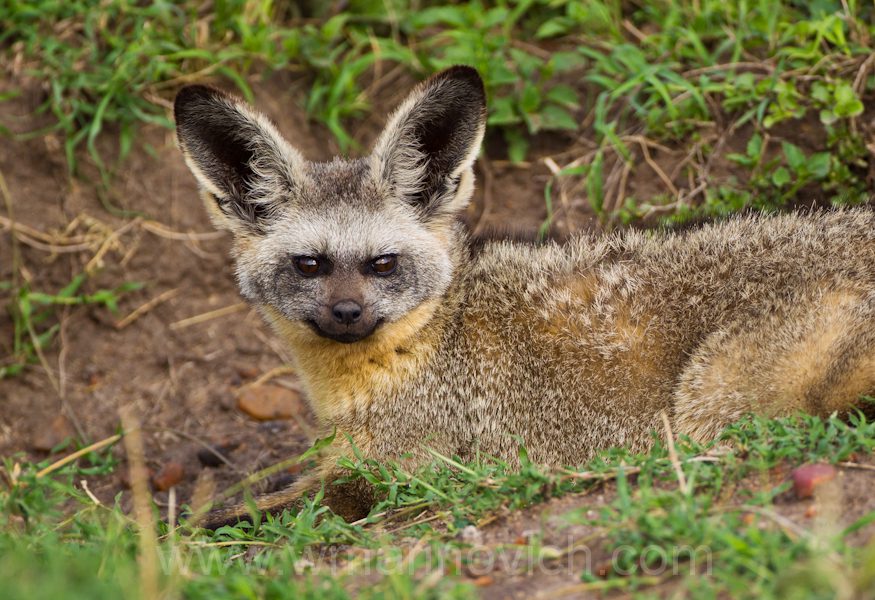 Bat Eared Fox