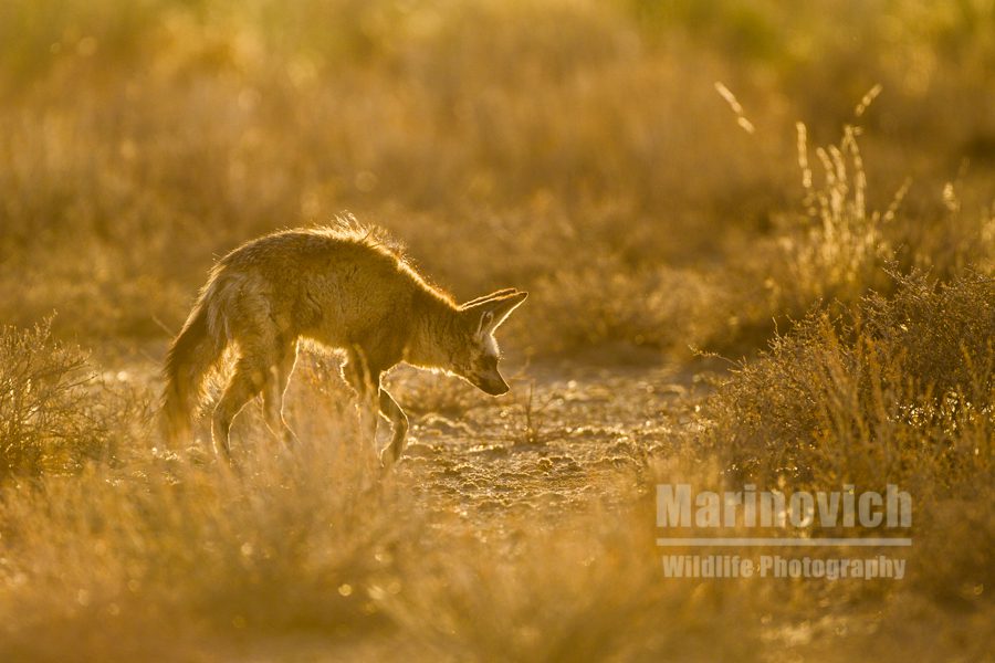 The Bat-eared Fox - a family inherited fascination - Wayne Marinovich ...