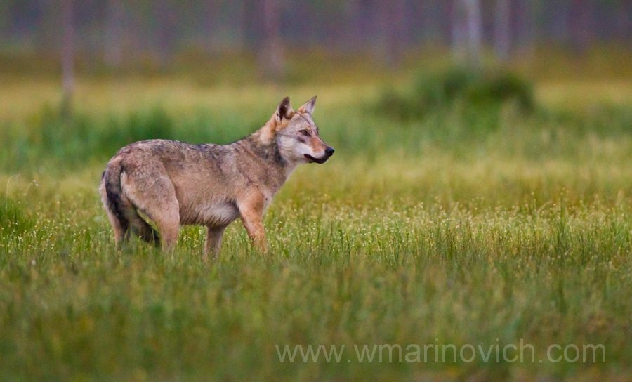 Finland trip report - Bears, Wolves and a Wolverine - Wayne Marinovich ...