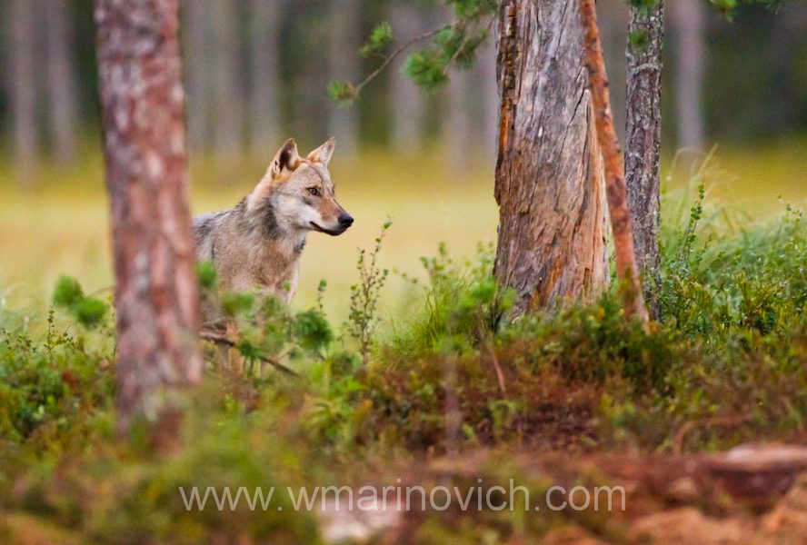 Finland trip report - Bears, Wolves and a Wolverine - Wayne Marinovich ...