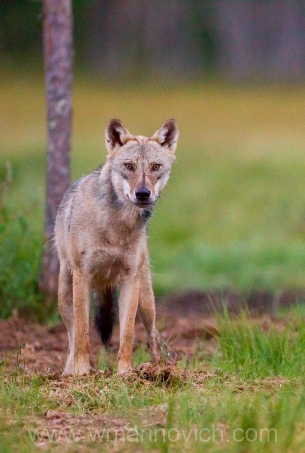 Finland trip report - Bears, Wolves and a Wolverine - Wayne Marinovich ...