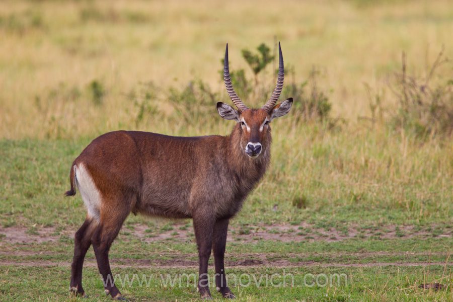 Waterbuck of Africa. - Wayne Marinovich Photography