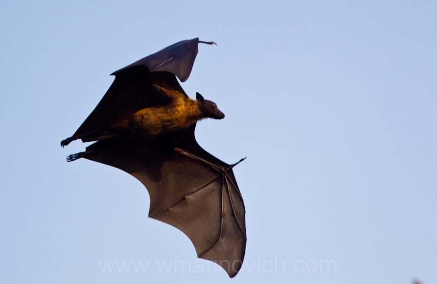Indian Flying-fox - Wayne Marinovich Photography