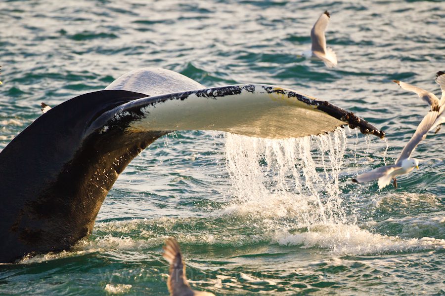 Humpback whales hunting - Wayne Marinovich Photography