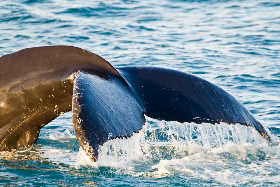 Humpback whales hunting - Wayne Marinovich Photography
