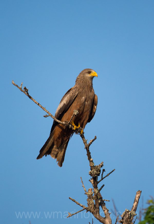 Birds of Hluhluwe-Umfolozi Game Reserve. - Wayne Marinovich Photography