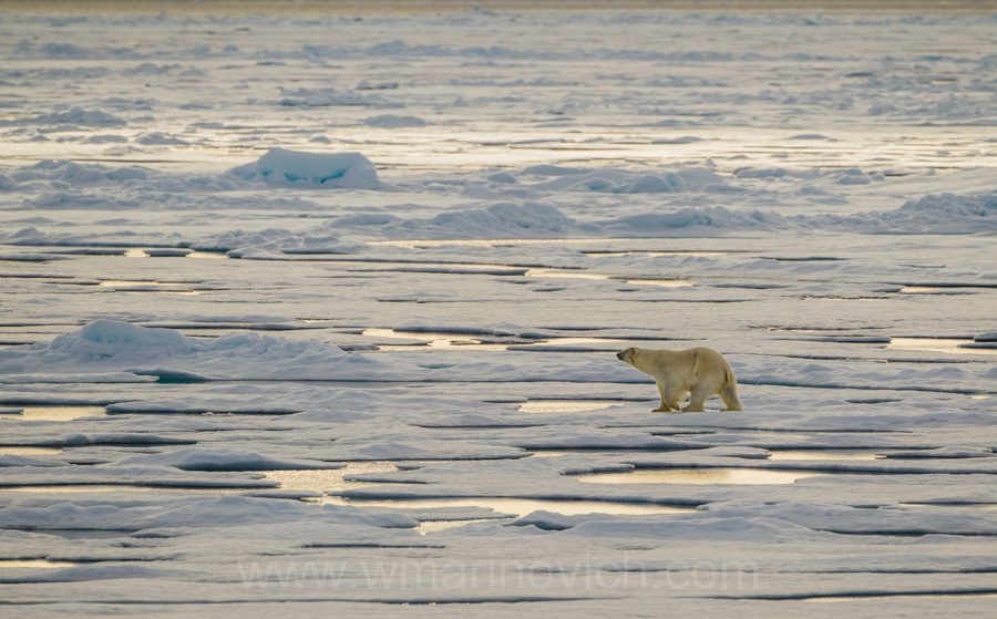 My favourite Wildlife and Landscape photographs of 2012. - Wayne ...
