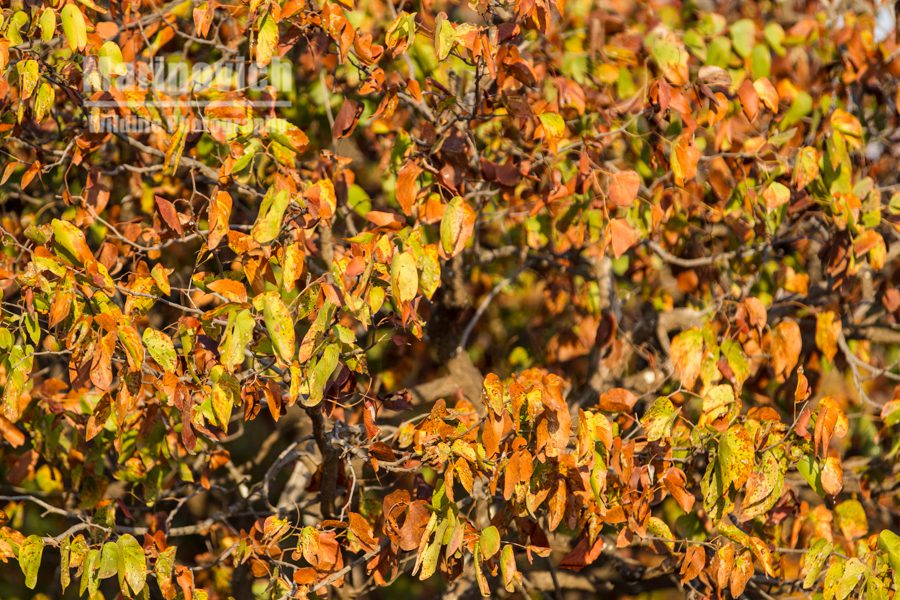Mopane tree - A pictorial tribute - Wayne Marinovich Photography