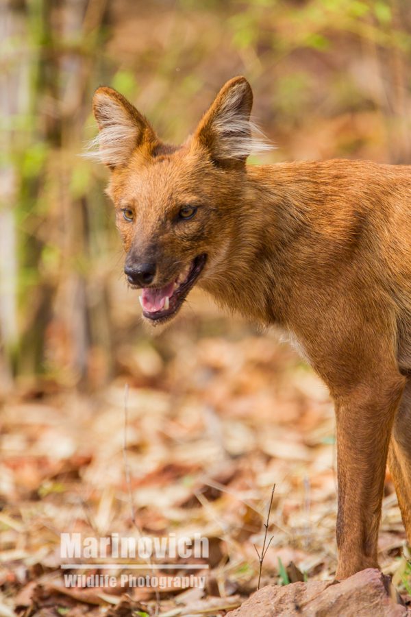 Dhole or Indian Wild Dog. - Wayne Marinovich Photography