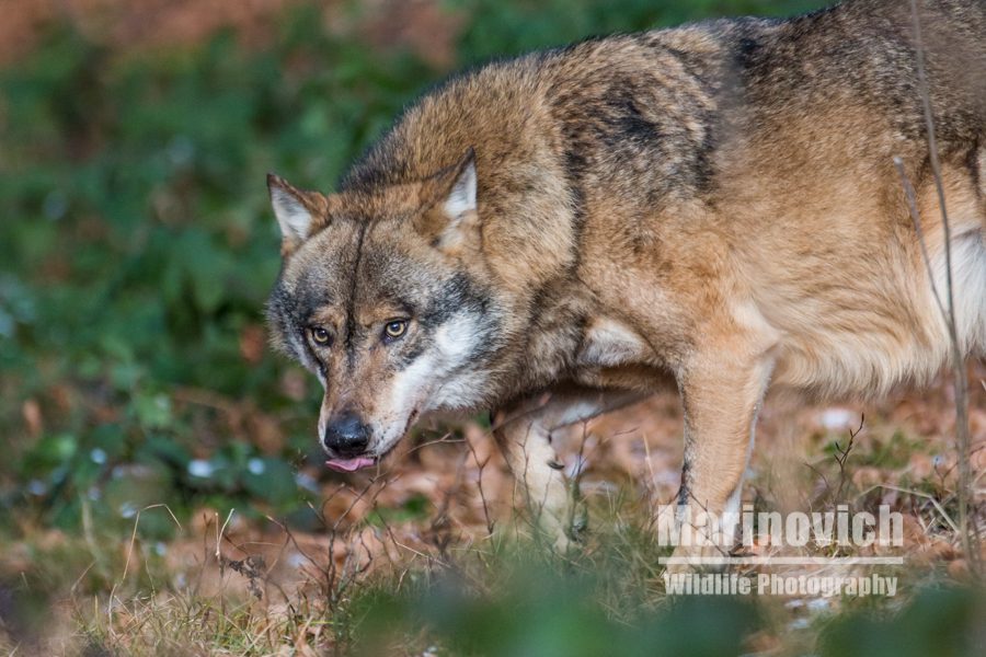 Bavarian Forest National Park trip report - Wayne Marinovich Photography