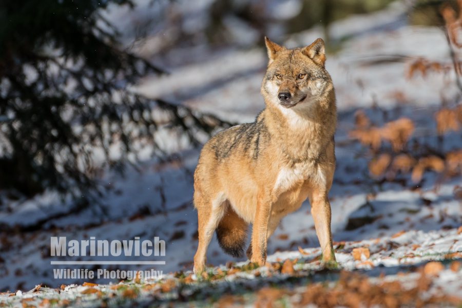 Bavarian Forest National Park trip report - Wayne Marinovich Photography